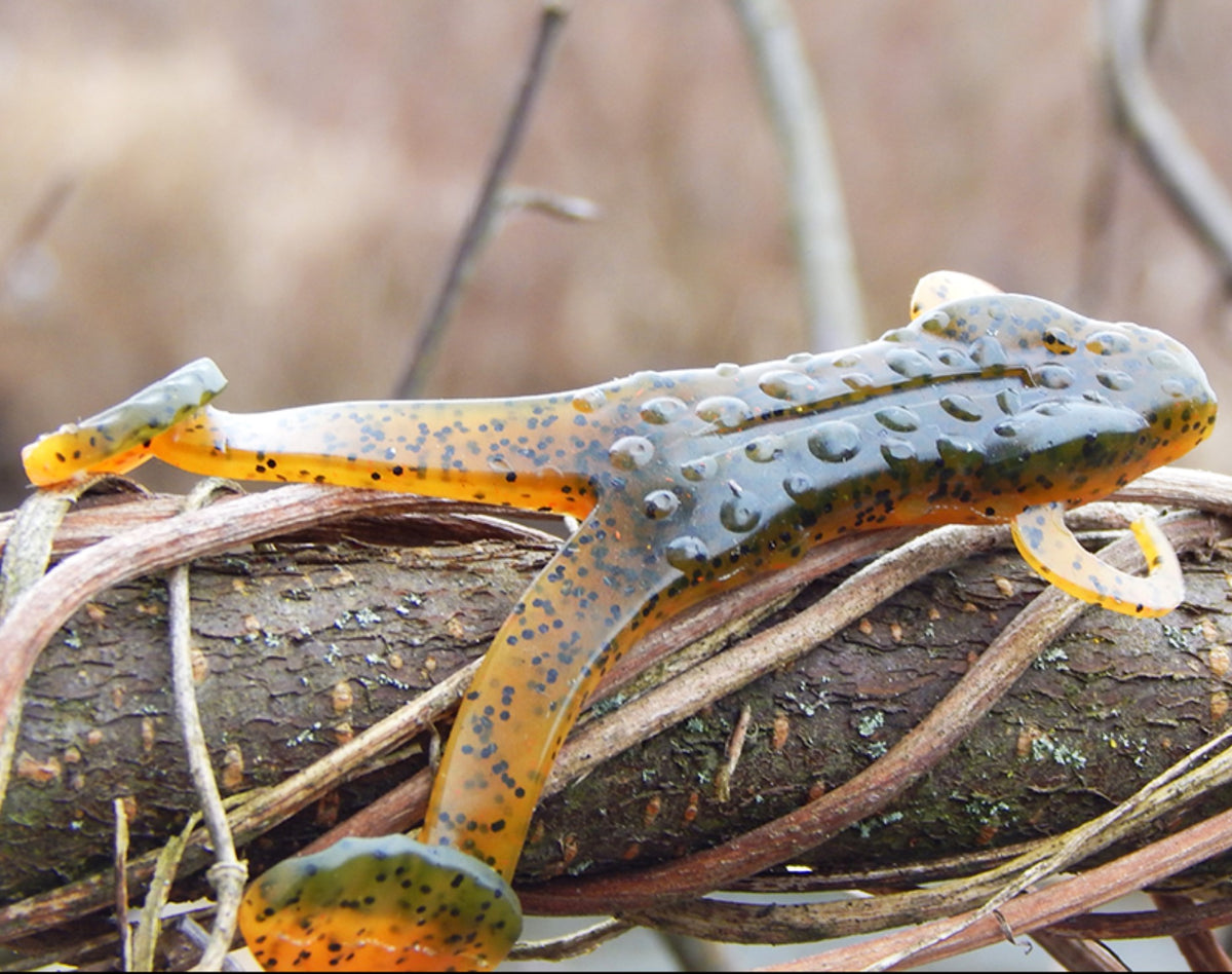 Bog Frog – Trophy Trout Lures and Fly Fishing